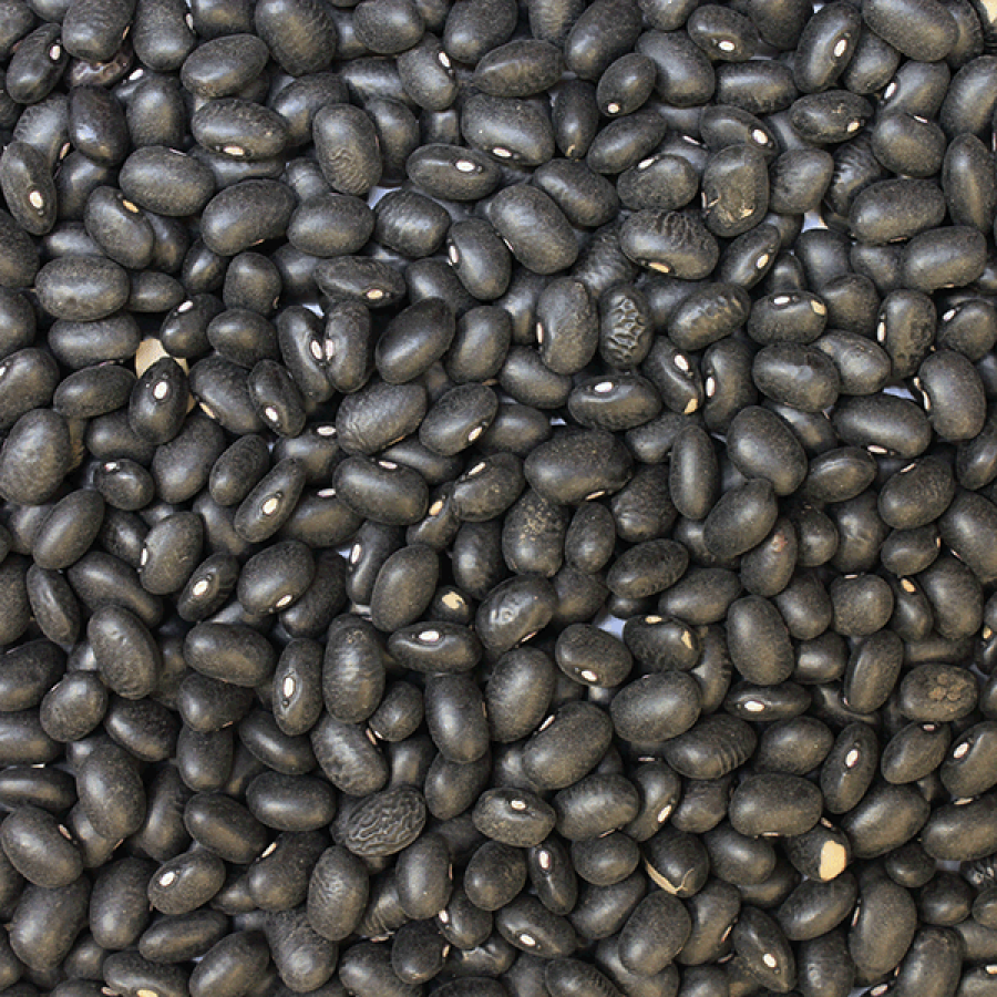 Black Turtle Beans 5kg - Buy Gig Organic - Save £££s
